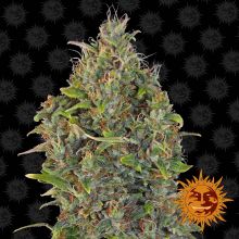 Barney's Farm Auto | Fast Cup-Winning Seeds With High Yields